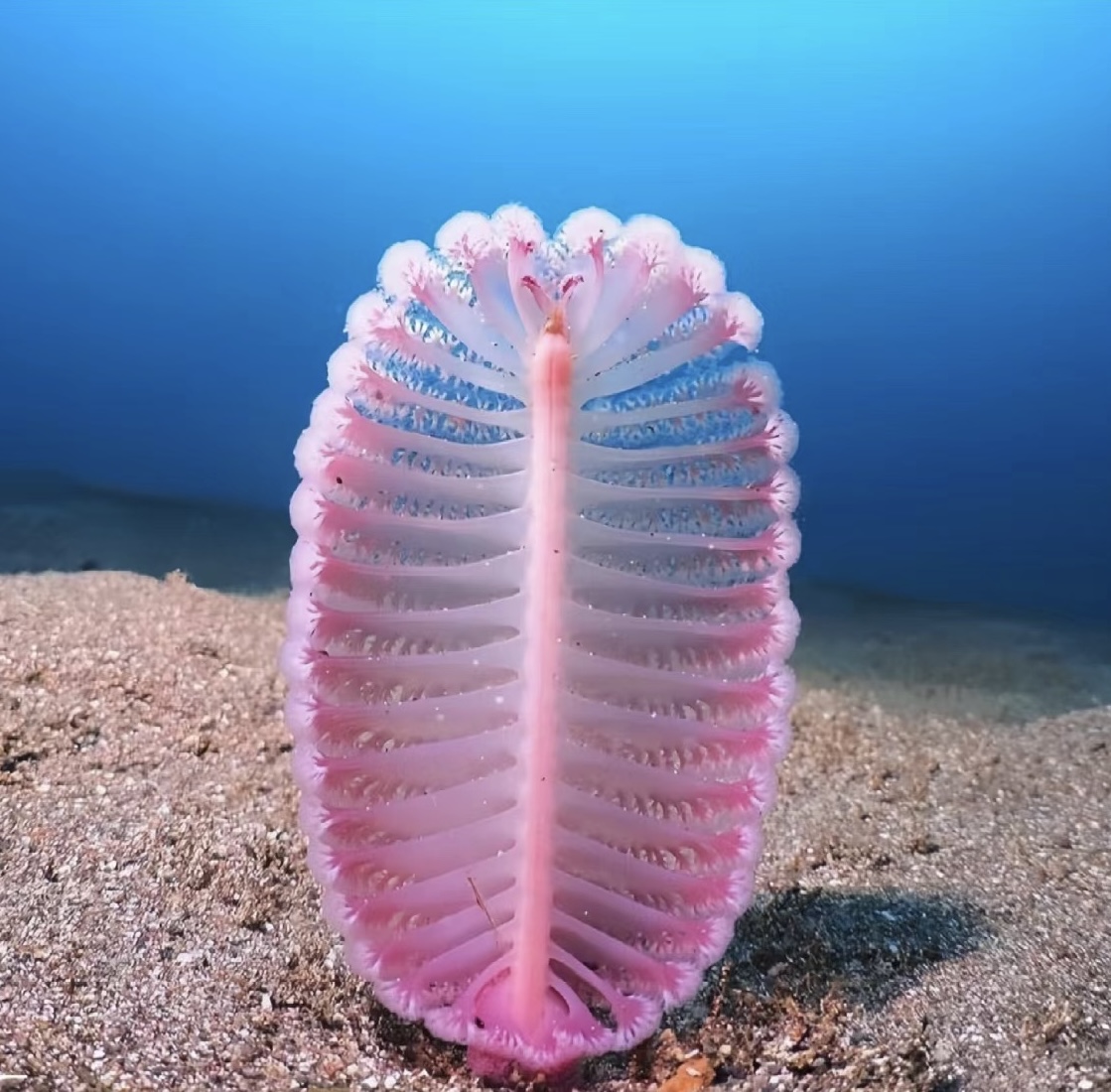 Sea Pen : Nature’s Glowing Ocean Quill